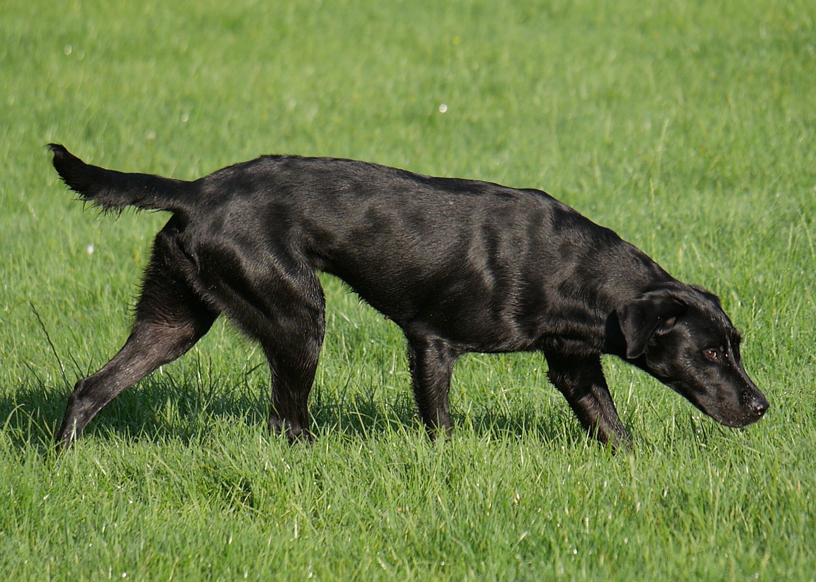 Retriever Breeds | PTA